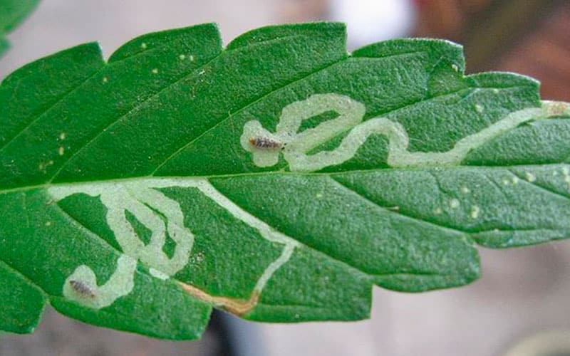 Comprar Minador | The Back Garden